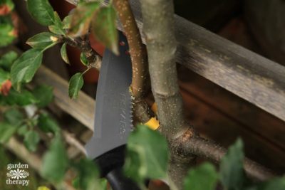 How to Remove Suckers from Trees (and Why They are There in the First ...