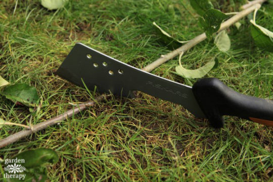 How to Remove Suckers from Trees (and Why They are There in the First ...