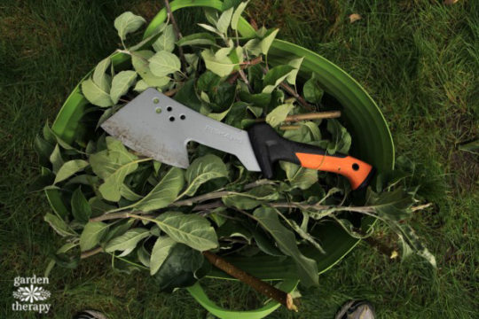 How to Remove Suckers from Trees (and Why They are There in the First ...