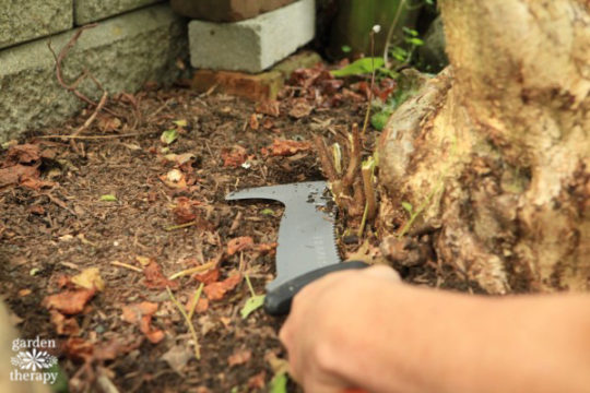 How to Remove Suckers from Trees (and Why They are There in the First ...