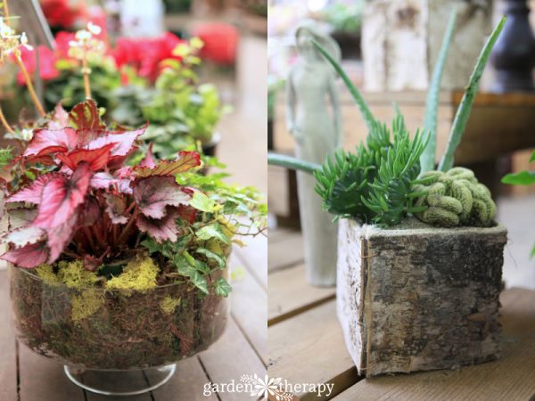 Playing with Houseplants for Indoor Garden Therapy - Garden Therapy