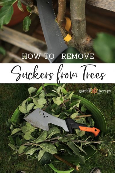 How to Remove Suckers from Trees (and Why They are There in the First ...