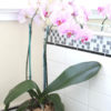 Keep Blooms Beautiful with a DIY Orchid Humidity Tray - Garden Therapy