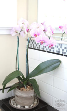 Keep Blooms Beautiful with a DIY Orchid Humidity Tray - Garden Therapy