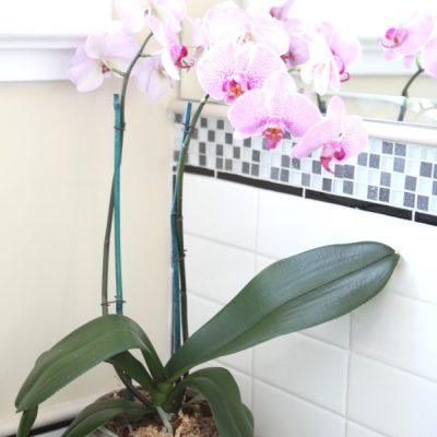 Keep Blooms Beautiful with a DIY Orchid Humidity Tray - Garden Therapy