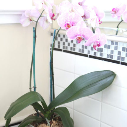 Keep Blooms Beautiful with a DIY Orchid Humidity Tray - Garden Therapy