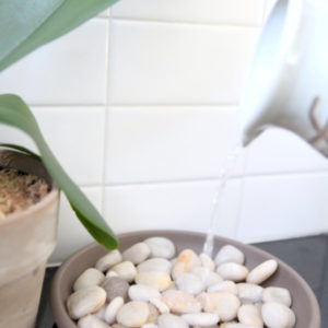 Gardening Archives - Page 11 of 80 - Garden Therapy