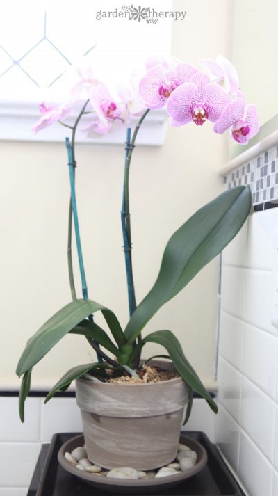Keep Blooms Beautiful with a DIY Orchid Humidity Tray - Garden Therapy
