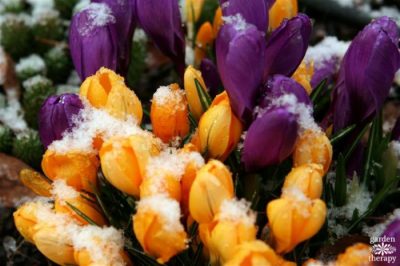 Planting Crocus Flowers: The Spring Bloom Everyone Must Grow - Garden ...