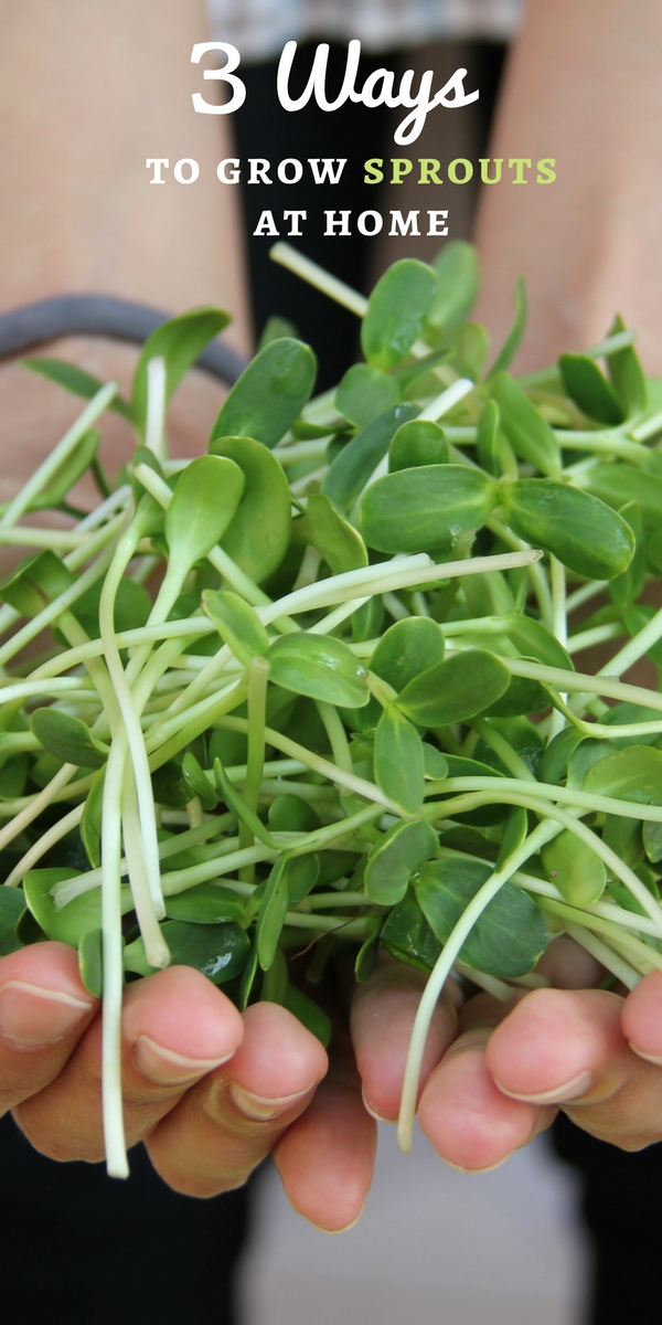 Boost Your Health by Growing Nutritious Greens in the Winter - Garden ...