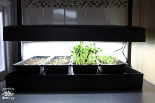Countertop Gardening for Every Kitchen - Garden Therapy