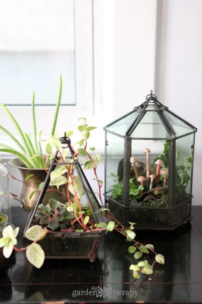 Have an Overgrown or Dying Terrarium? Get Creative with a Makeover ...