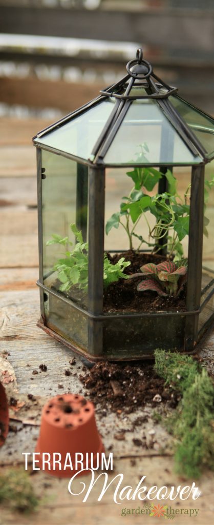 Have an Overgrown or Dying Terrarium? Get Creative with a Makeover ...