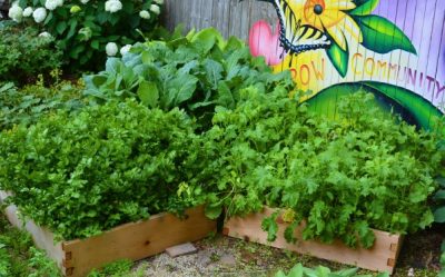 Intensive Planting Boosts Yield and Saves Water - Garden Therapy