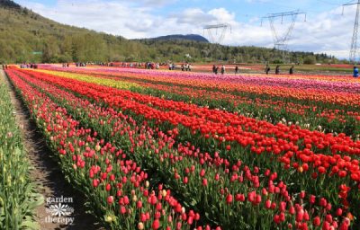 The Unknown World of Tulips: Types of Tulips to Grow in Your Garden ...