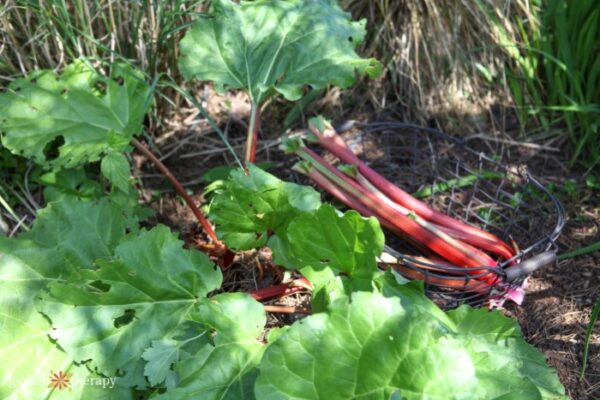 How to Harvest Rhubarb (NEVER Cut It!) - Garden Therapy