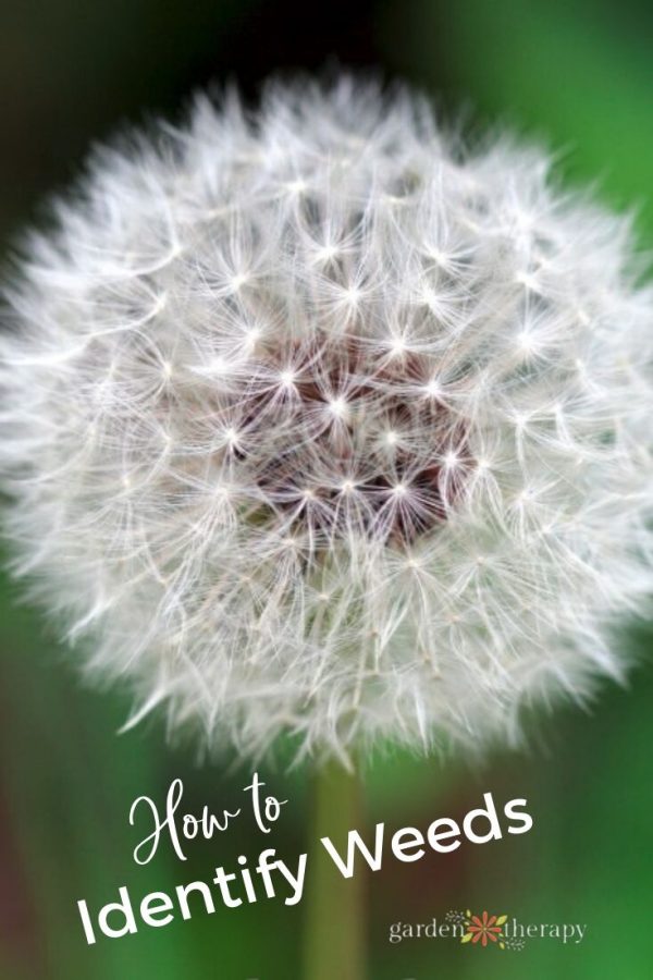 What is a Weed? Tips for Weed Identification In Your Garden - Garden ...