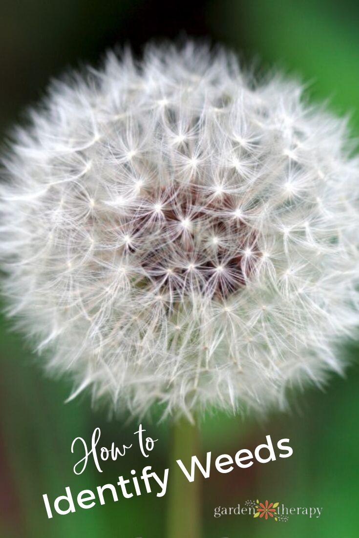 What is a Weed? Tips for Weed Identification In Your Garden - Garden ...