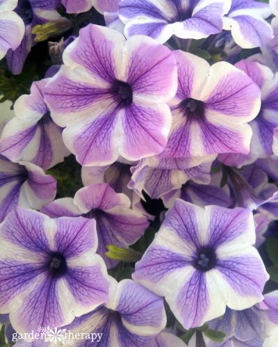 Modern Petunia Varieties: No Longer Just the Pinkest Pink Flower ...