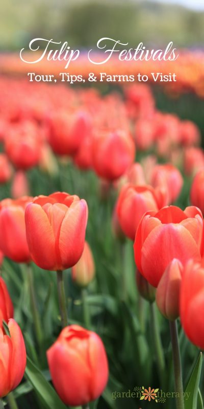 Tips to Tiptoe Your Way Through a Tulip Festival - Garden Therapy