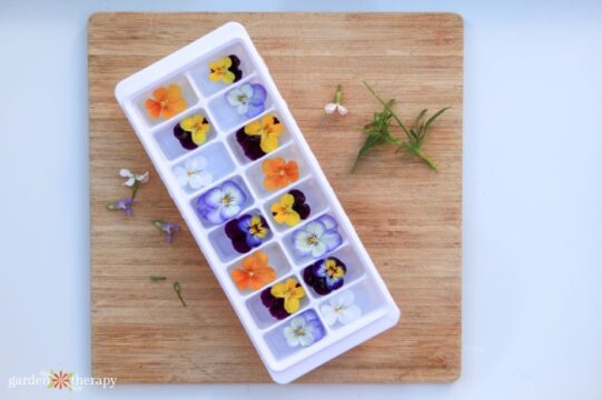 How to Make the Perfect Edible Flower Ice Cubes + How to Use Them