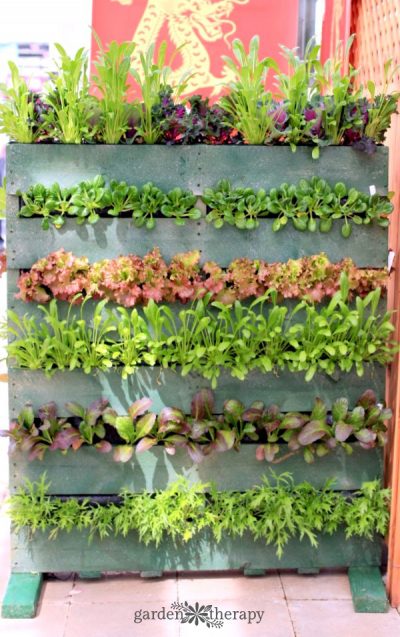 Growing Lettuce in Containers for Endless Leafy Greens - Garden Therapy