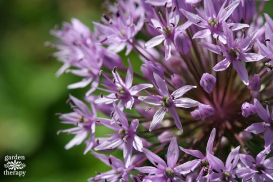 All About Alliums! Growing Ornamental and Edible Alliums - Garden Therapy