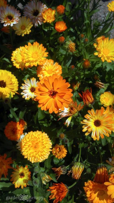 How to Grow, Dry, And Use Calendula—More Than Just a Garden Beauty ...