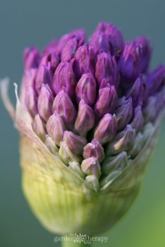 All About Alliums! Growing Ornamental and Edible Alliums - Garden Therapy