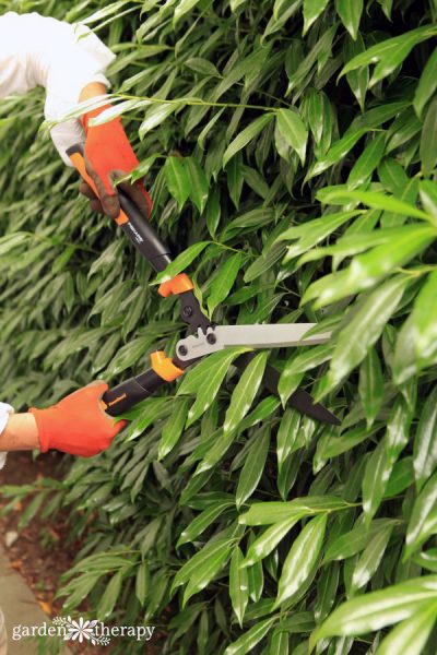 How to Trim Hedges (Guide to Pruning) - Garden Therapy