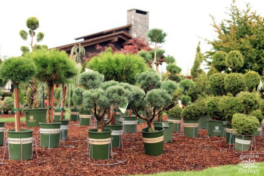 Care and Pruning for Decorative Topiaries - Garden Therapy