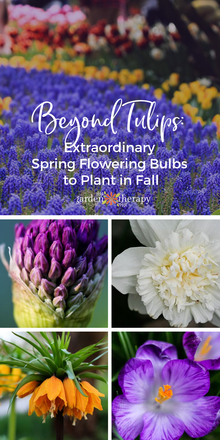 Beyond Tulips: 12 Extraordinary Spring-Flowering Bulbs to Plant in Fall