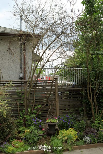 How to Remove Suckers from Trees (and Why They are There in the First ...