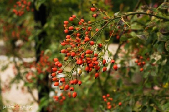 What Are Herbs? Classifying Your Herbal Garden - Garden Therapy