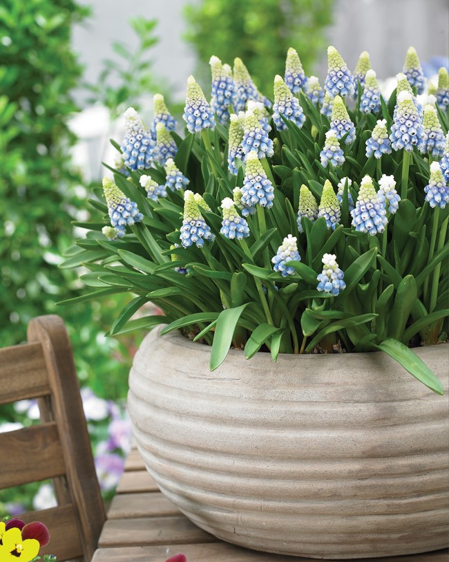 Beyond Tulips: 12 Extraordinary Spring Flowering Bulbs to Plant in Fall