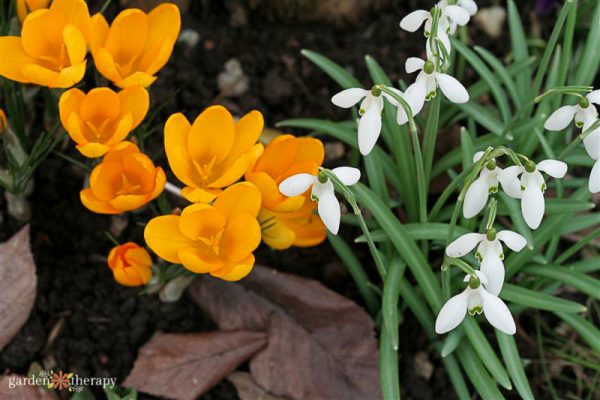 Planting Crocus Flowers: The Spring Bloom Everyone Must Grow - Garden ...