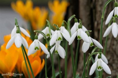 Beyond Tulips: 12 Extraordinary Spring Flowering Bulbs to Plant in Fall