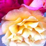 Grow these Cutting Roses for Perfect Floral Arrangements - Garden Therapy
