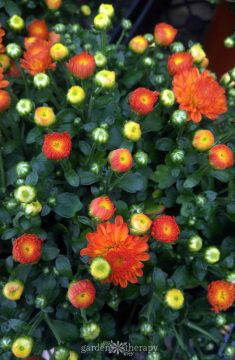 How to Care for Mum Flowers and Keep Them Blooming All Season Long