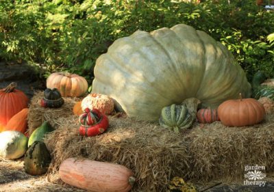 Preparing for Pumpkin Harvest: How to Pick the Perfect Pumpkin ...