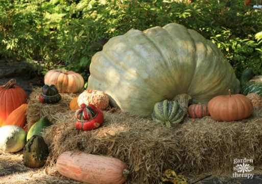 Preparing for Pumpkin Harvest: How to Pick the Perfect Pumpkin ...