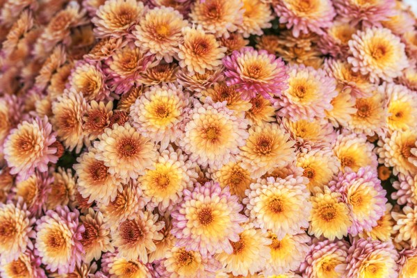 Modern Mums: Re-Imagining Color for Fall Outdoor Decor - Garden Therapy