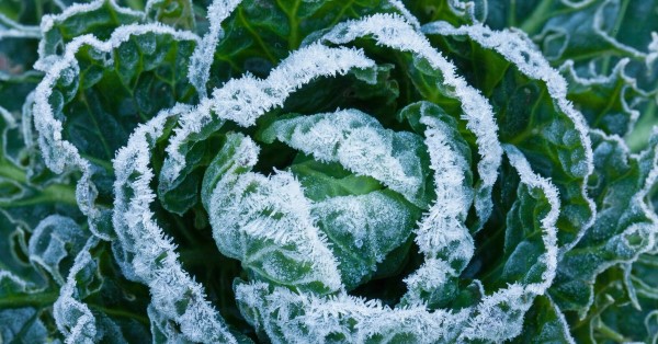 Vegetables That Get Tastier After a Frost - Garden Therapy