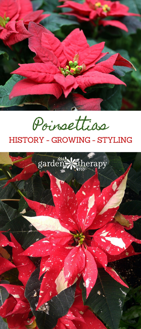 Get to Know Your Poinsettias: History, Growing, and Styling - Garden ...