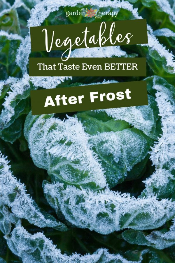Vegetables That Get Tastier After a Frost - Garden Therapy