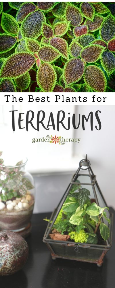 The Best Terrarium Plants for Stunning Displays - Garden Therapy