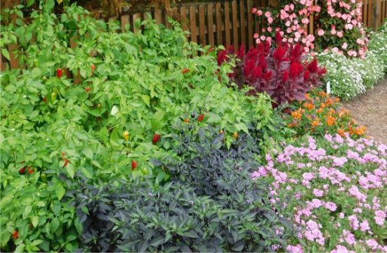 Gorgeous Gardens You Can Eat: Award-Winning Foodscaping Designs ...