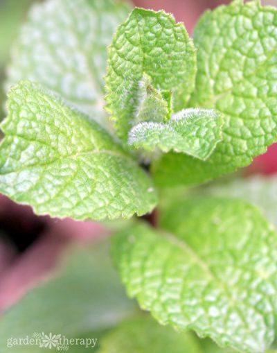 Ornamental, Delicious, and Unique Mint Varieties You Should be Growing ...