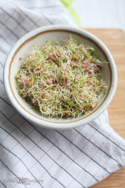 Easy, Nutritious, and Yummy: Three Ways to Grow Sprouts - Garden Therapy