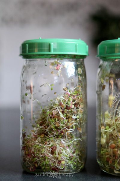 Sprouting Seeds: The Simple Guide to Growing Food Indoors